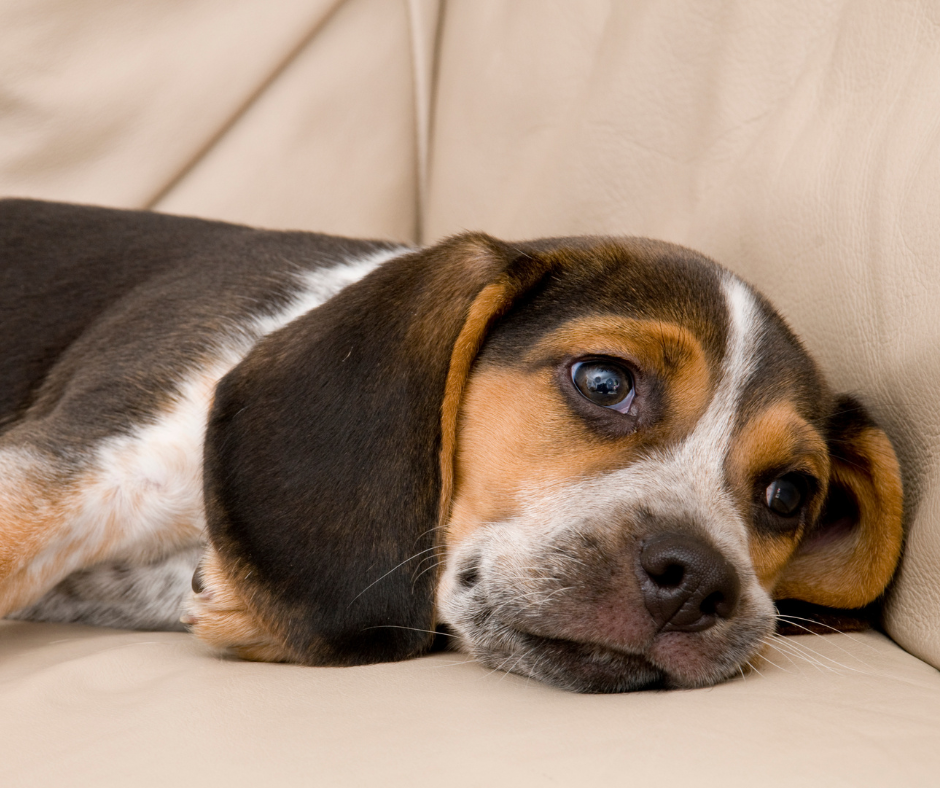 Bored Dog? Here’s How to Keep Them Out of Mischief! – Beavers Pet Products