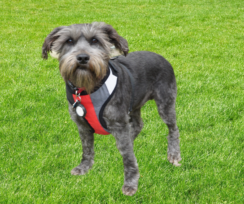 Dog Sizing Models| Beavers Pet Products